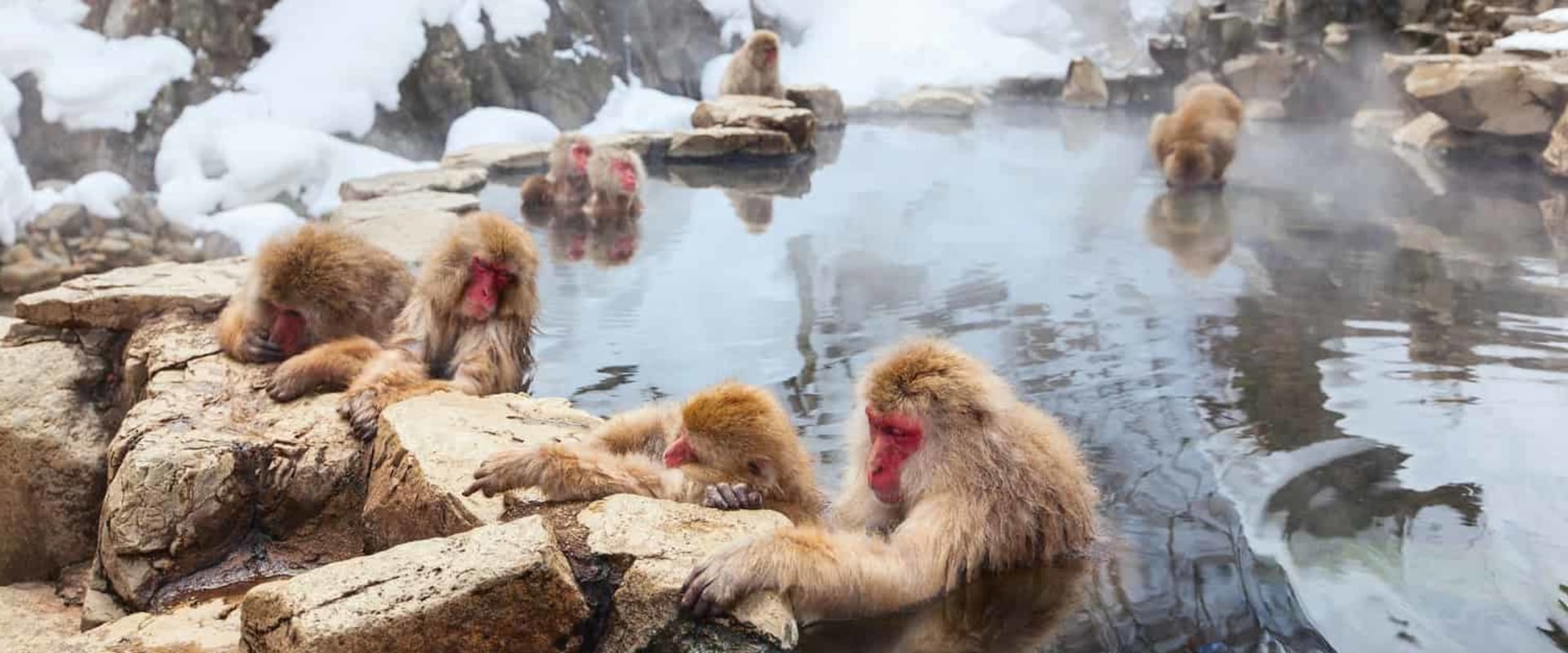 Discover the Unparalleled Experience of Snow Monkey Onsen in Japan